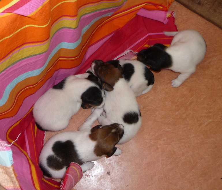 Naissance de chiots – Gîte rural La Cotterie – Eleveur fox terrier à ...
